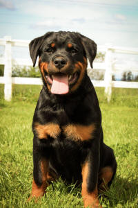 Home - Rottweiler vom Lauffeuer