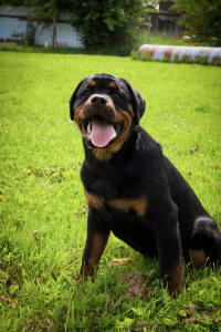 Home - Rottweiler vom Lauffeuer