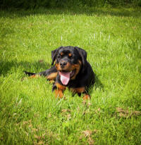 Home - Rottweiler vom Lauffeuer