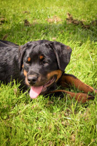 Home - Rottweiler vom Lauffeuer