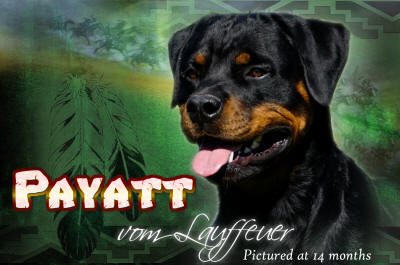 Home - Rottweiler vom Lauffeuer