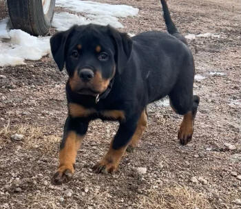 Home - Rottweiler vom Lauffeuer